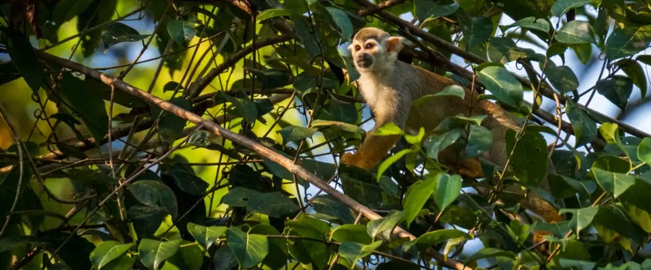 Guyana Wildlife Tour | Wilderness Explorers
